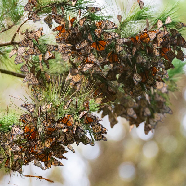 Tell USFWS to Protect Monarch Butterflies Under the Endangered Species Act