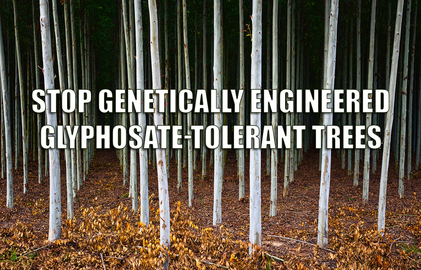 Tell the Forest Stewardship Council (FSC) to reject genetically ...